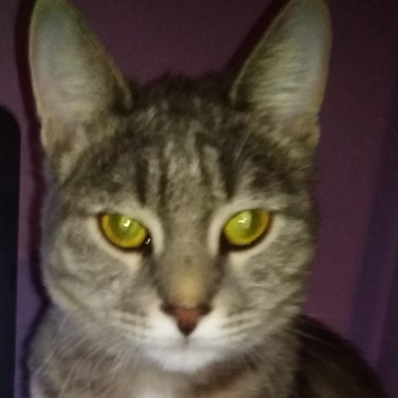 Иконка канала Животные и природа-матушка