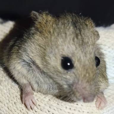 Иконка канала didi1500