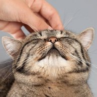 Иконка канала ПроТриКота