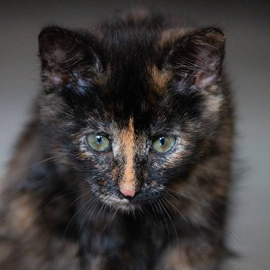 Иконка канала Shtraf1