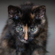 Иконка канала Shtraf1