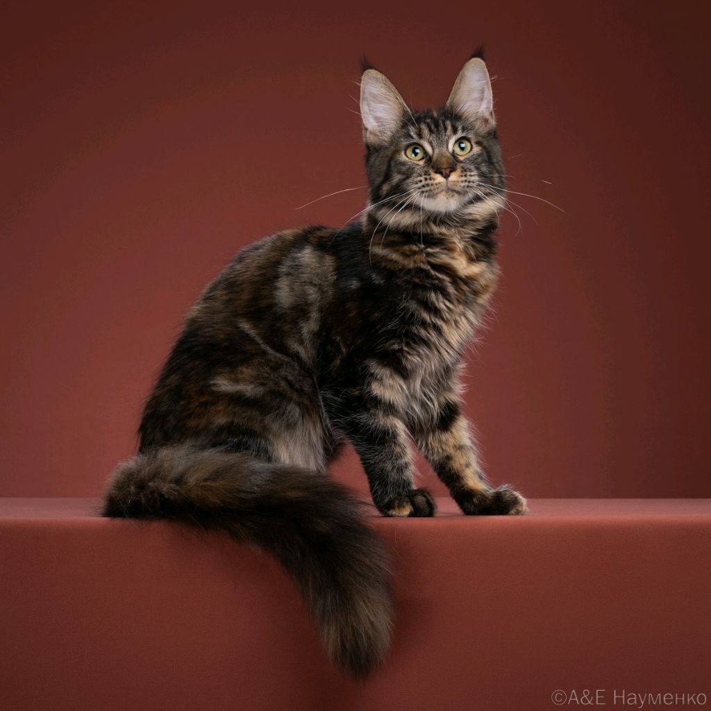 Иконка канала #ШерстянойКомокЛола