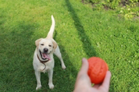 Иконка канала Дрессировка собак АВ-ГАВ