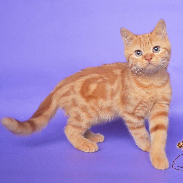 Иконка канала Виктория Геннадиевна Дылева