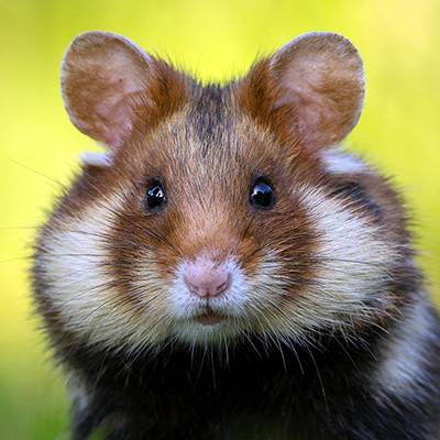 Иконка канала Георгий Быстров