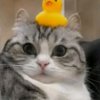 Иконка канала Chicken 24k 2