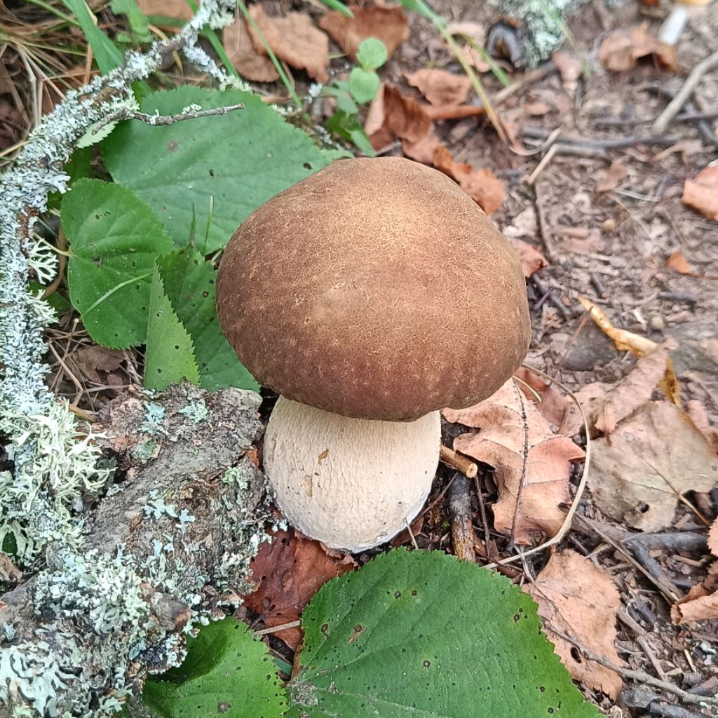 Иконка канала Dijio