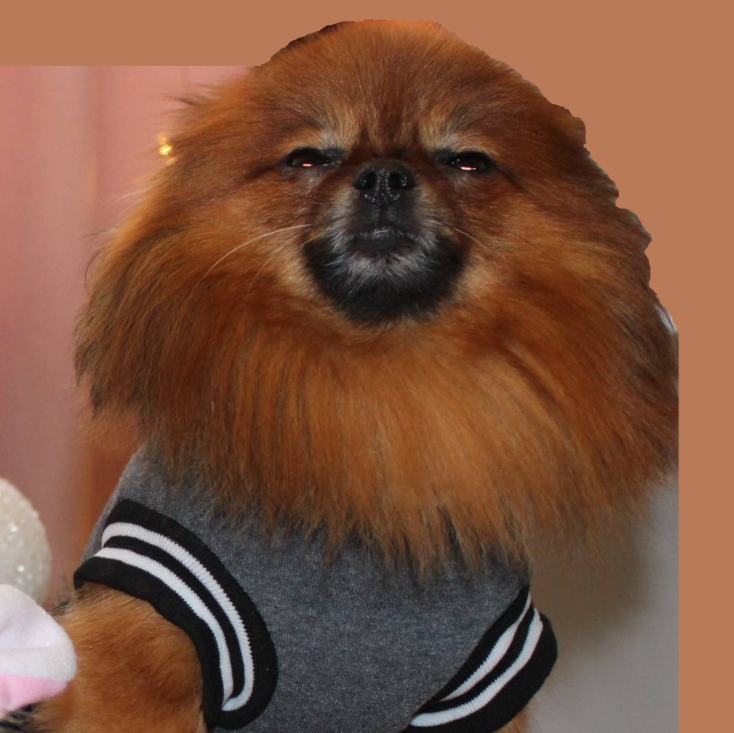 Иконка канала Lifewithanimals