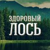 Иконка канала ЗДОРОВЫЙ ЛОСЬ