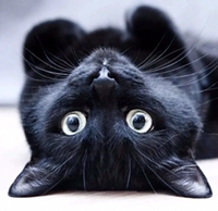 Иконка канала Black_Cat