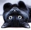 Иконка канала Black_Cat