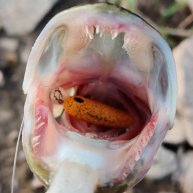 Иконка канала OkaFishing - Рыбалка на Оке и Москва-реке