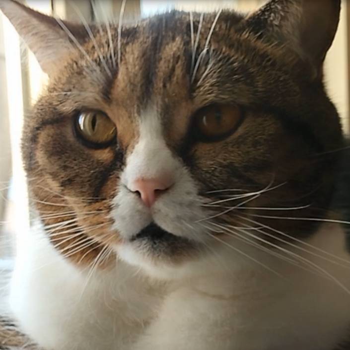 Иконка канала ❤️ Британский кот ❤️