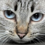 Иконка канала БоБеБу