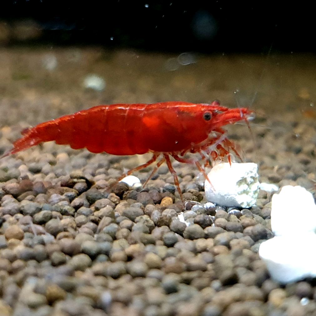 Иконка канала Romeo Aqua