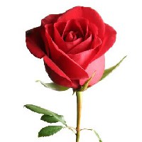 Иконка канала Elbereth de Lioncourt Versaille's Rose