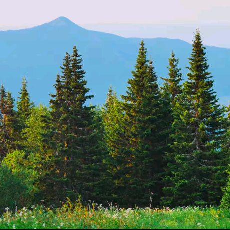 Иконка канала Живая планета земля всё о природе, о животных и ра