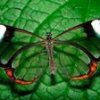 Иконка канала Smotri Web