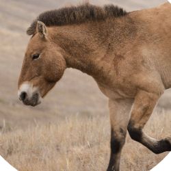 Иконка канала Интересные видео про лошадей