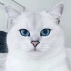 Иконка канала channel29846839