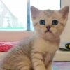 Иконка канала Котята Шотландские и Британские