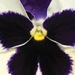 Иконка канала Аудиокнига#ВиолаРодиолова