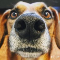 Иконка канала DOG56 TV