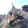 Иконка канала Деревенские коты