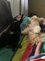 Иконка канала Тайная жизнь домашних животных