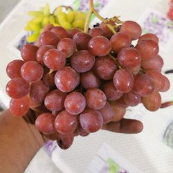 Иконка канала Виноградник Сергея Юрьева