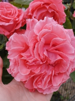 Иконка канала BOUQUETS BARBARA