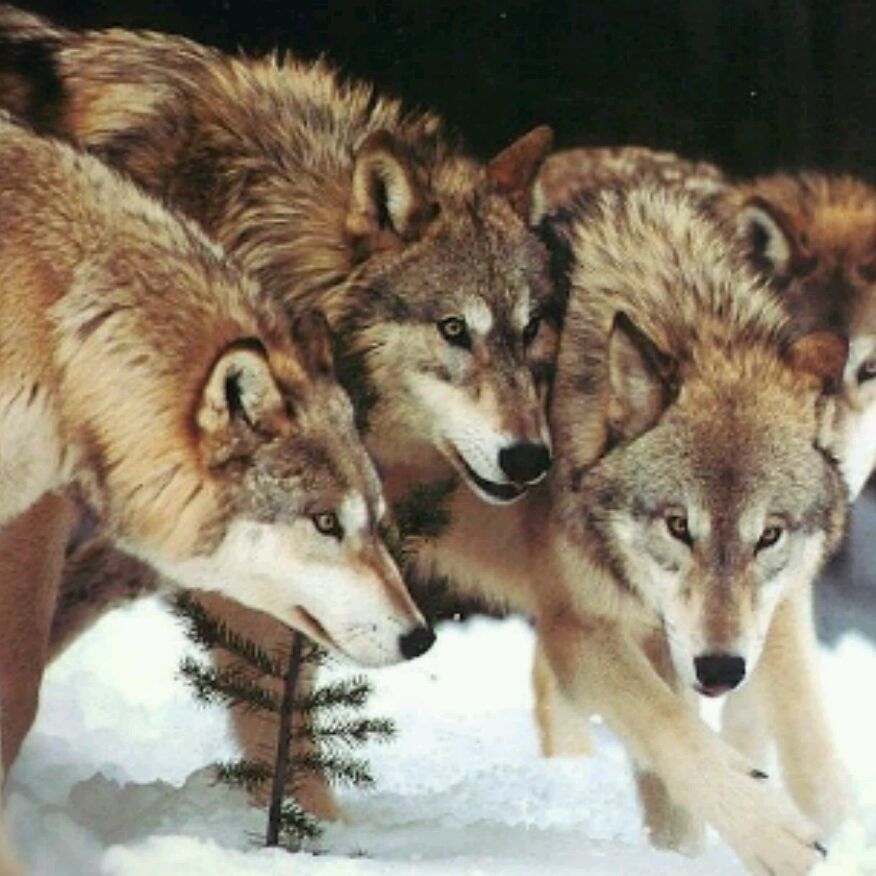 Иконка канала Ника?