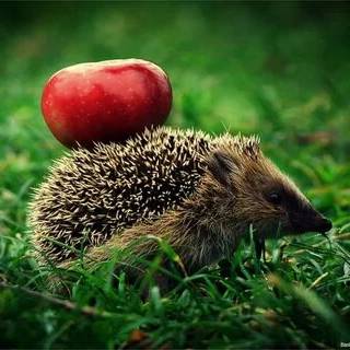 Иконка канала Andreas Willamette