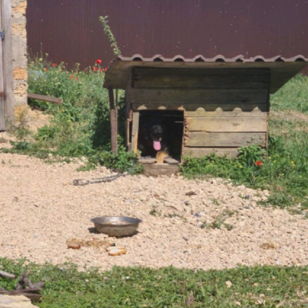 Иконка канала Жил был пес