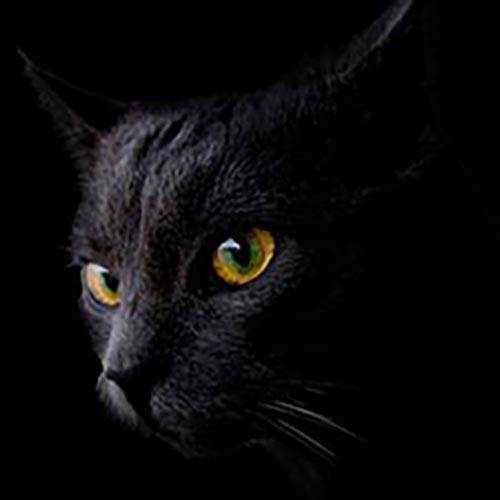 Иконка канала BlackCatLEO