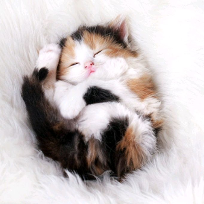 Иконка канала #кошечки и котики#