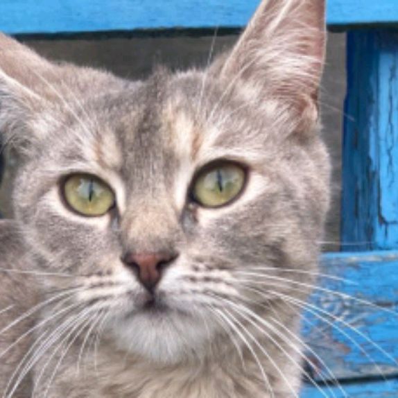 Иконка канала Шерстяные Бродяги