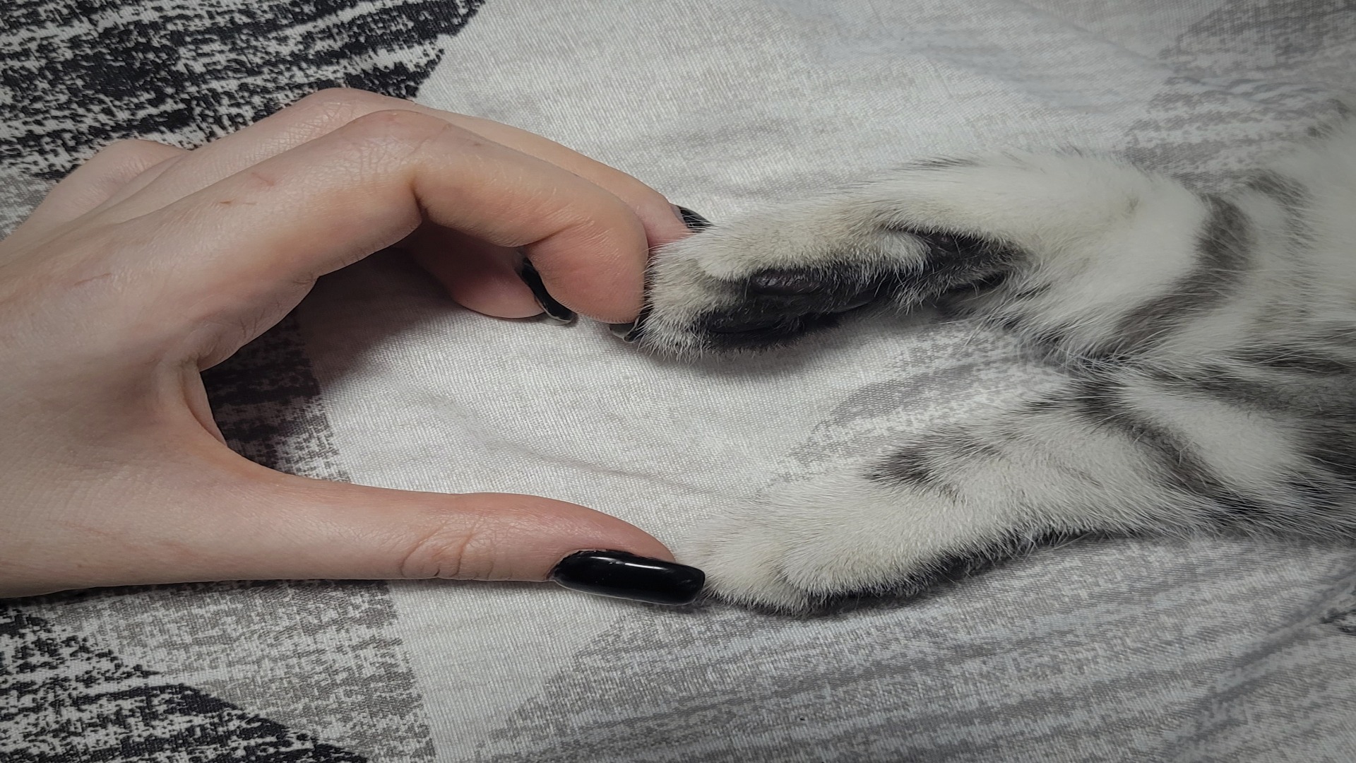 Иконка канала Кот Геральт I Милый котовлог ♡