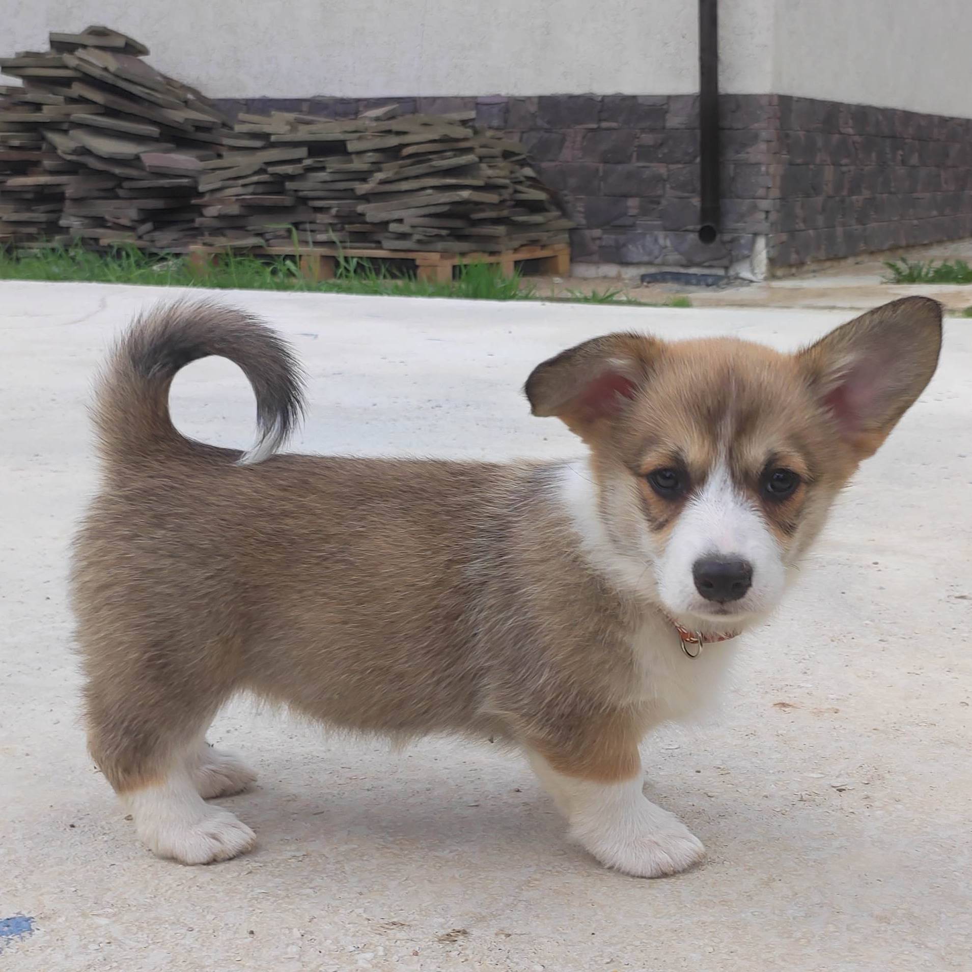 Иконка канала из жизни одной собаки