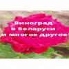 Иконка канала ВИНОГРАД В БЕЛАРУСИ И МНОГОЕ ДРУГОЕ,