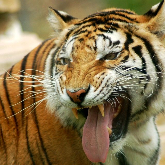 Иконка канала Caliostro