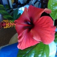 Иконка канала Дача. Комнатные цветы. Здоровая пища.