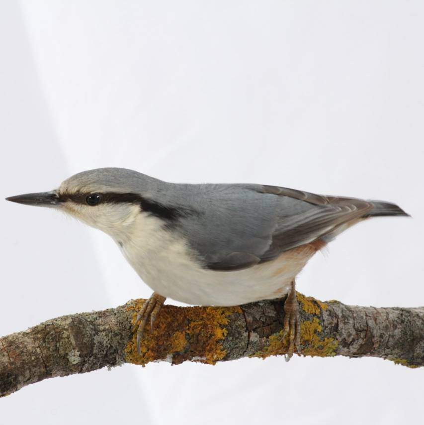 Иконка канала Пернатый мир