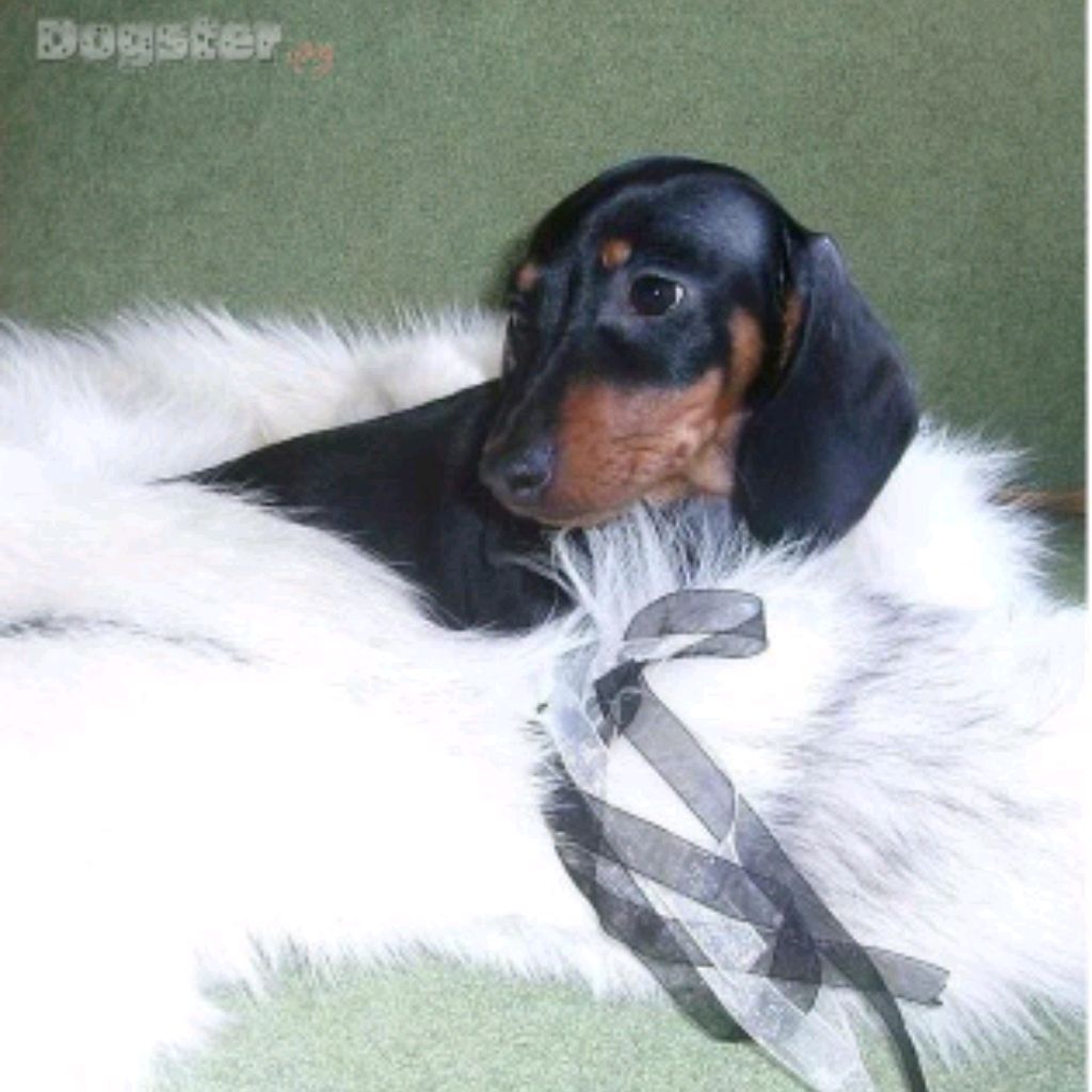 Иконка канала TemetNosce