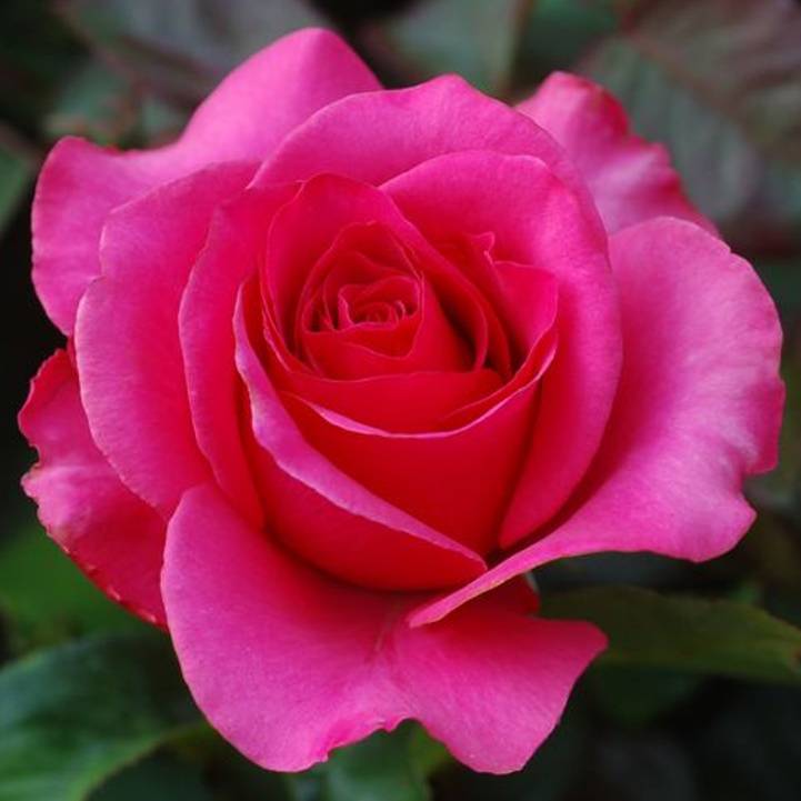 Иконка канала Розы Beauty Омск