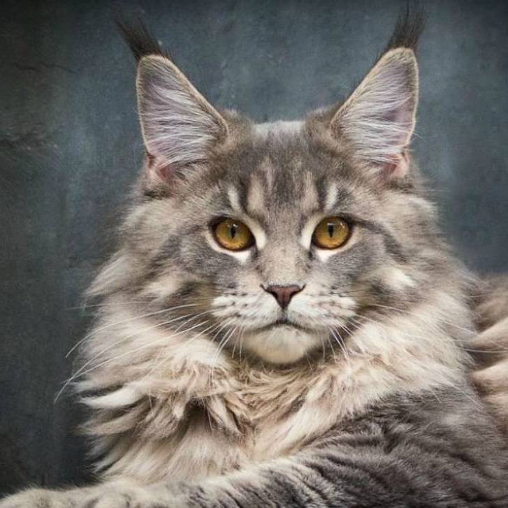 Иконка канала @Nature's Life@