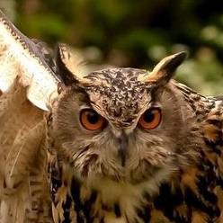 Иконка канала КЛИП