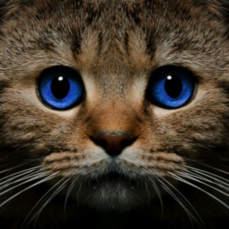 Иконка канала Котопёс