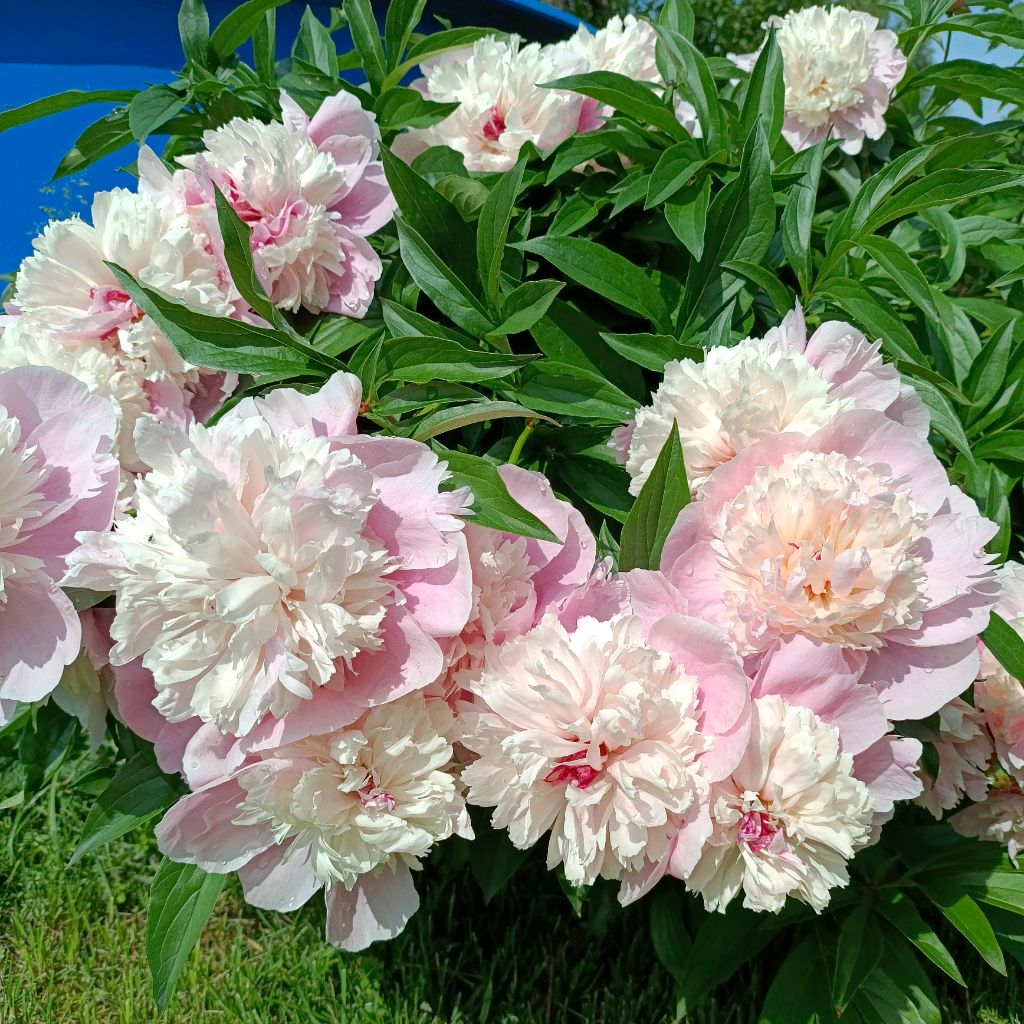 Иконка канала ОтДАЧА