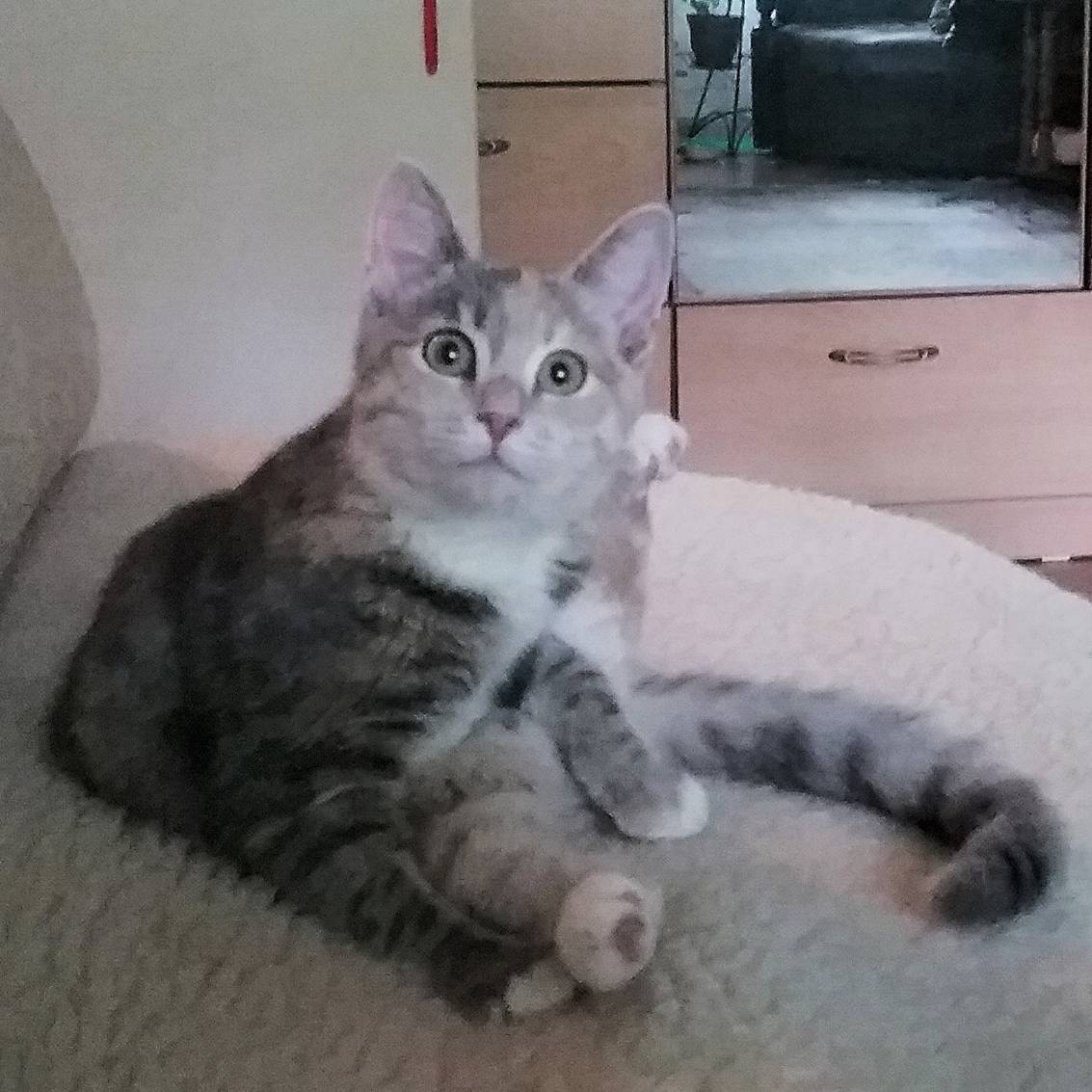 Иконка канала Кошка у окошка